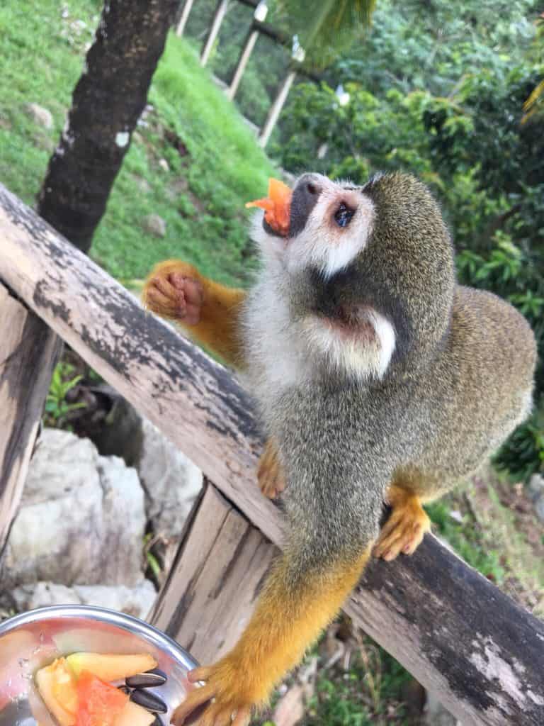 Monkeyland Punta Cana Tour Review: Squirrel Monkey Experience