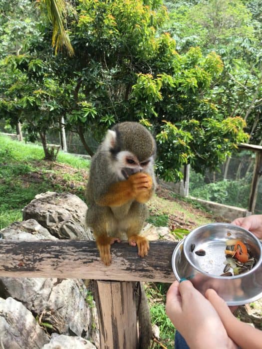 Monkeyland Punta Cana Tour Review: Squirrel Monkey Experience