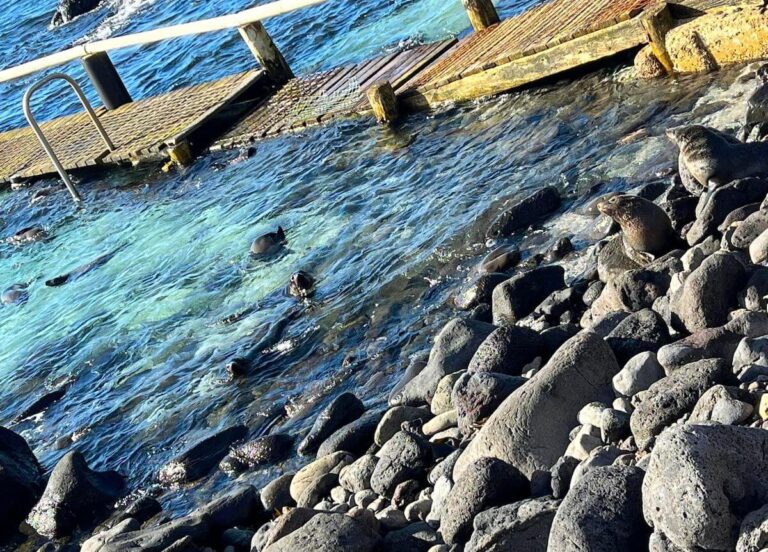 22 Fun Things To Do In Portland, Victoria (Local Tips)